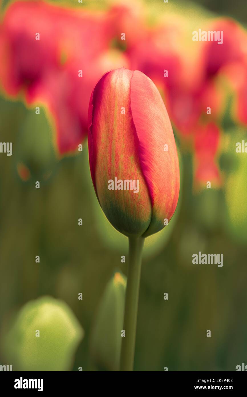 Beautiful tulips flower for postcard beauty concept design Stock Photo ...