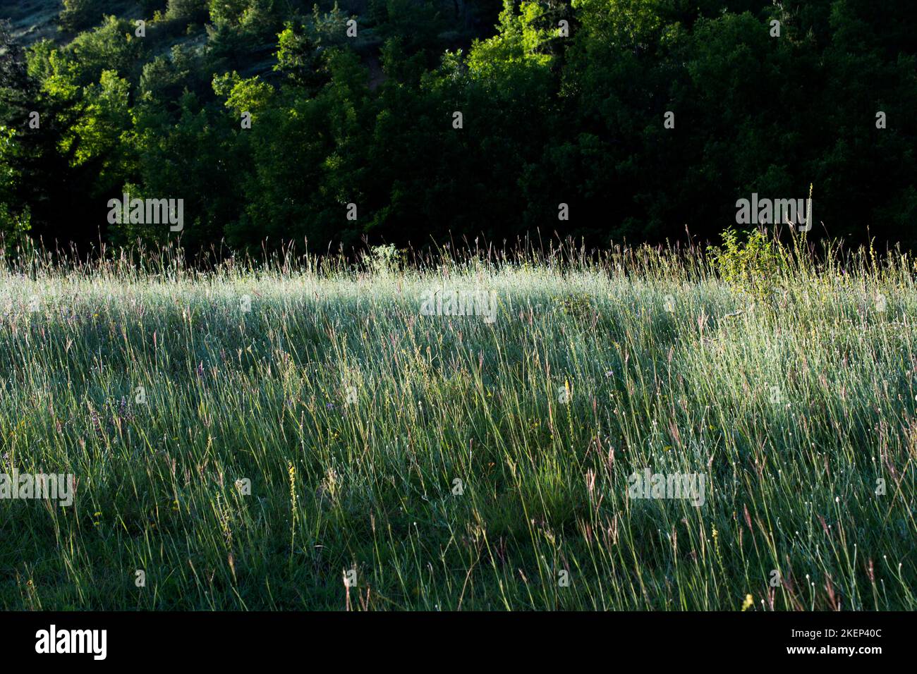 Green pasture in mountains during summer as nature background Stock ...