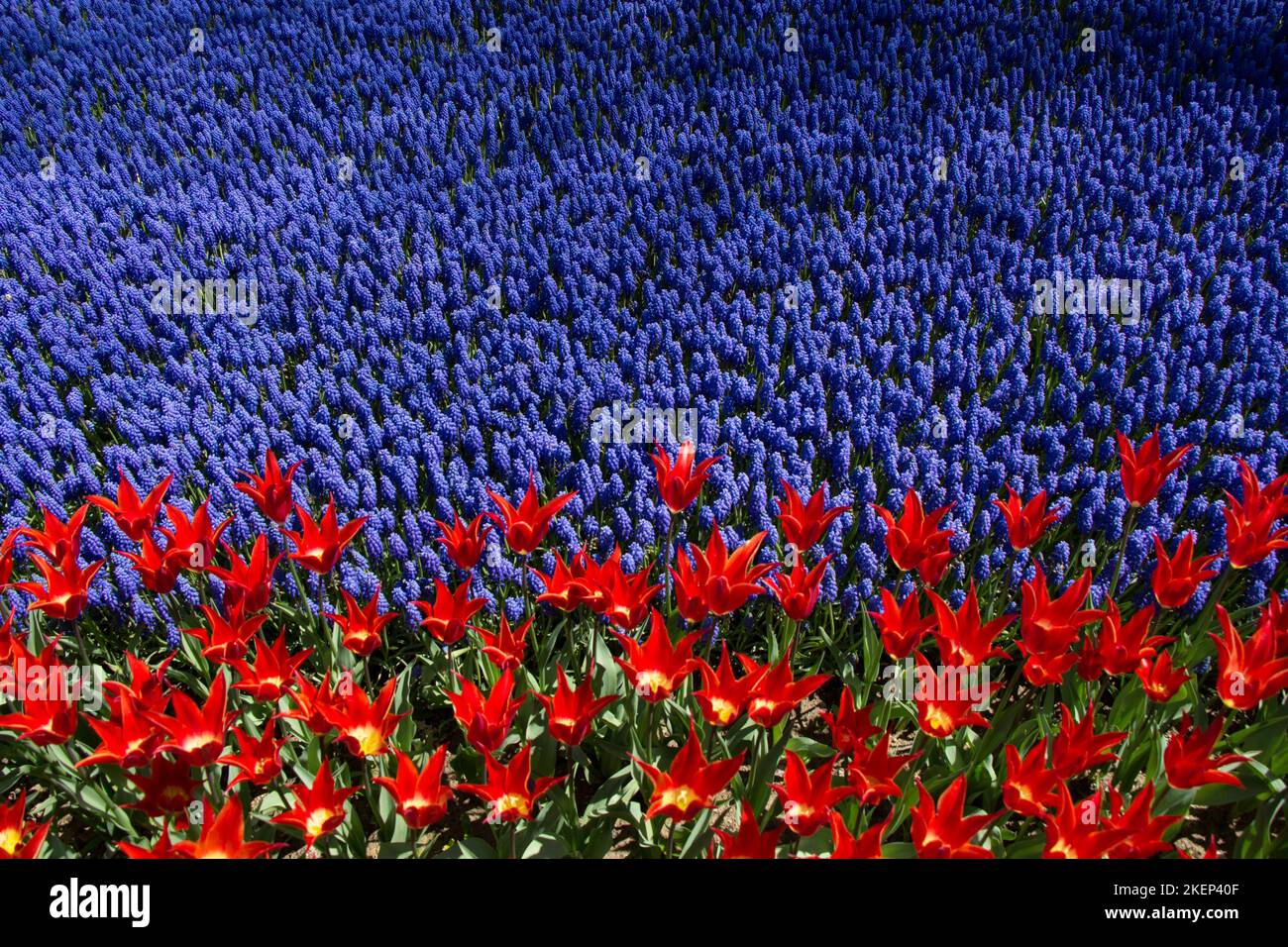 Blooming spring flowers as a colorful background Stock Photo - Alamy