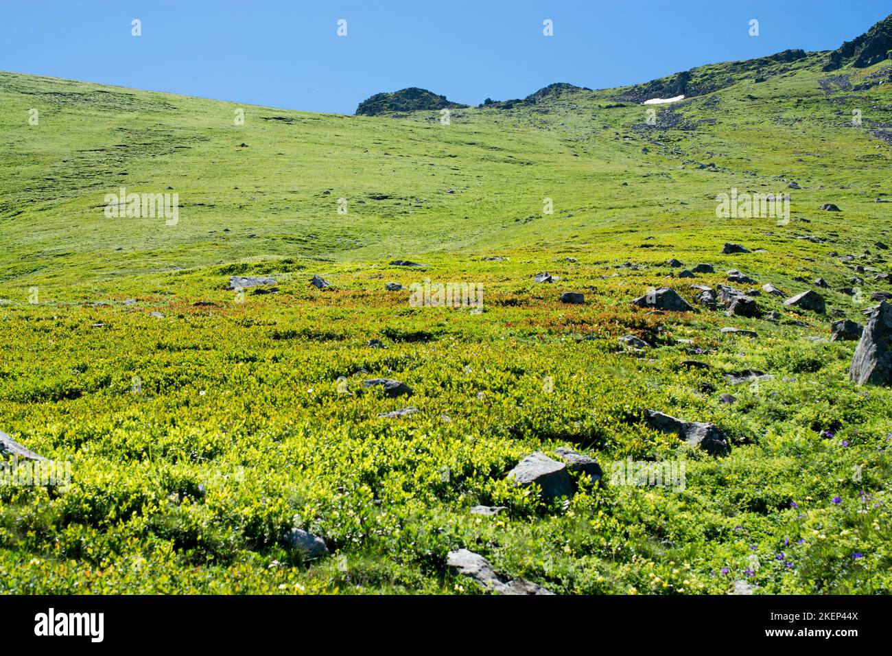 Green pasture in mountains during summer as nature background Stock ...