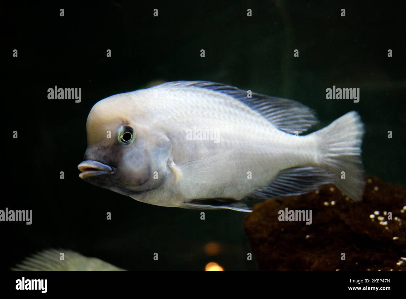 Beautiful colorful fish swims in the aquarium environment Stock Photo ...
