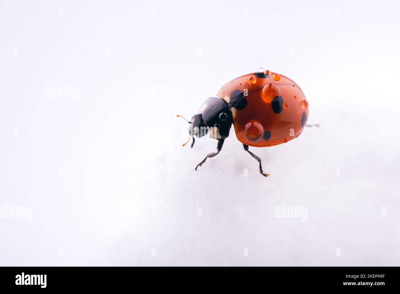 Beautiful photo of red ladybug walking on a cotton Stock Photo - Alamy