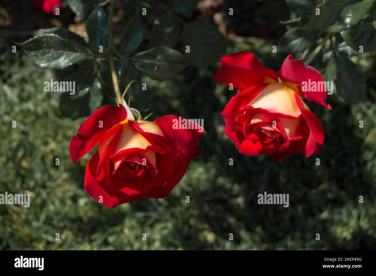 Blooming beautiful colorful roses in the garden background Stock Photo ...