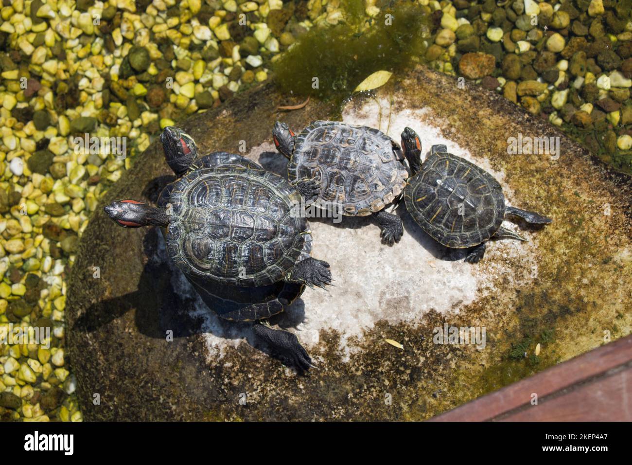Little turtles hi-res stock photography and images - Alamy