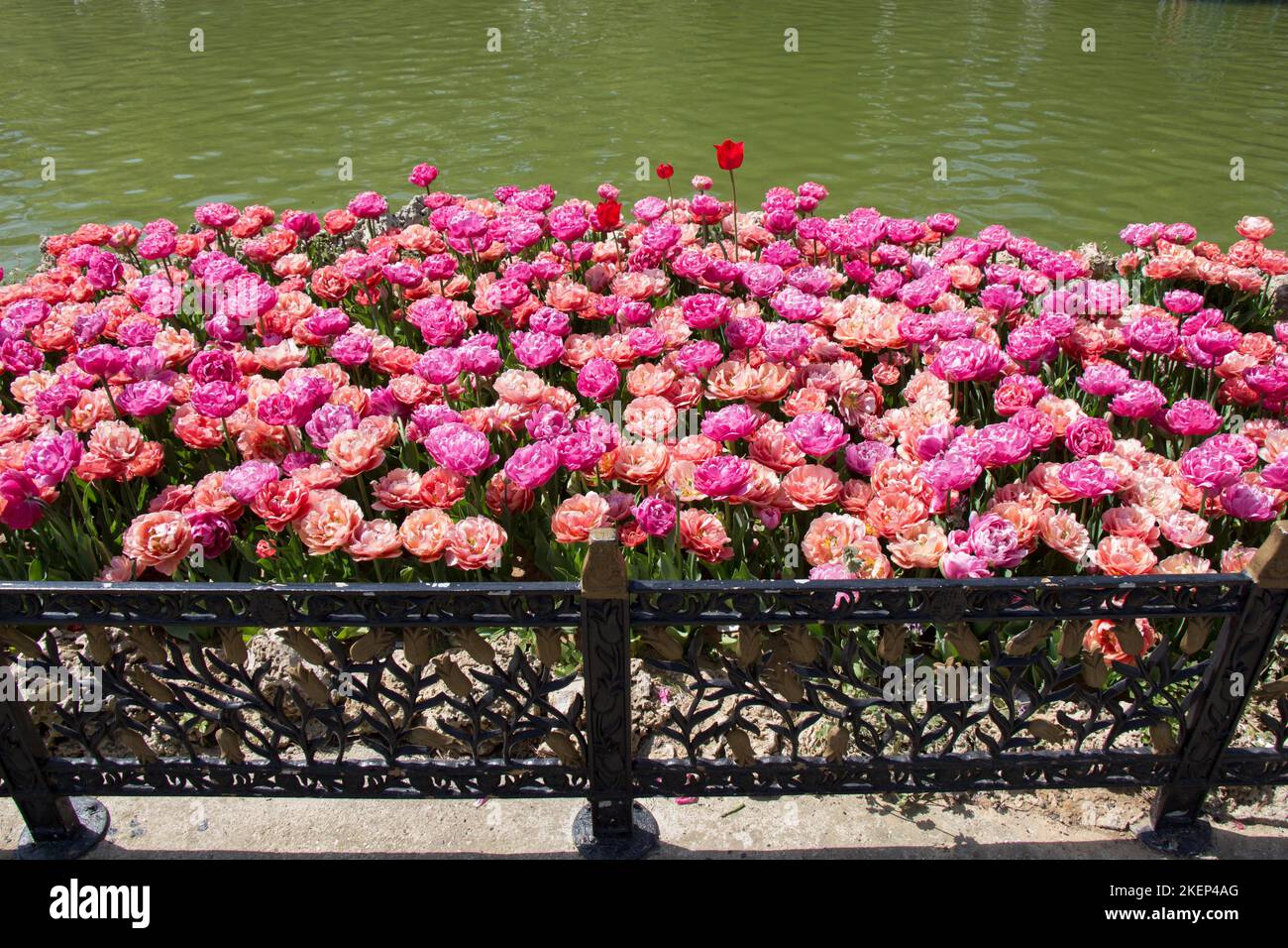 Colorful tulip flowers bloom in spring beside a pond Stock Photo - Alamy