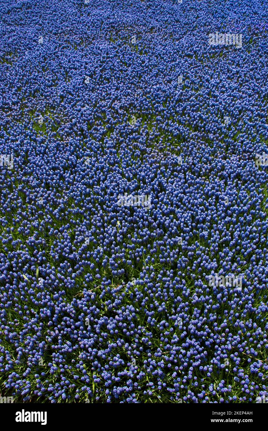 Blooming flowers make a floral background texture Stock Photo - Alamy