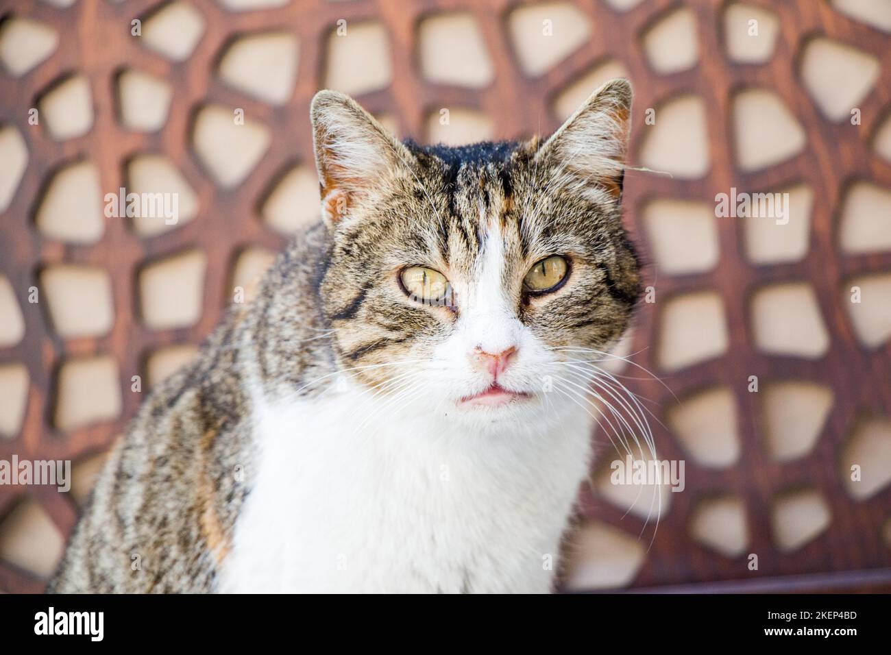 Stray cat in the street Stock Photo - Alamy
