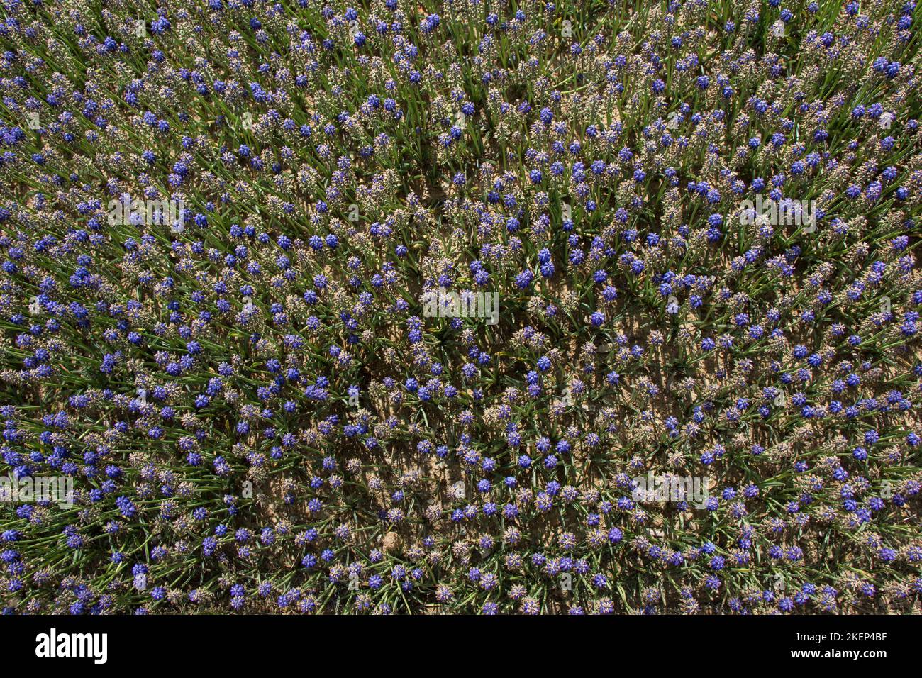 Blooming flowers make a floral background texture Stock Photo - Alamy