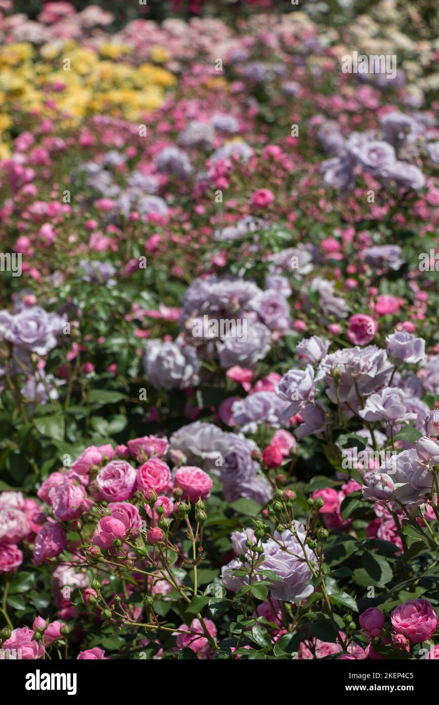 Rose garden full of beautiful fresh roses Stock Photo - Alamy