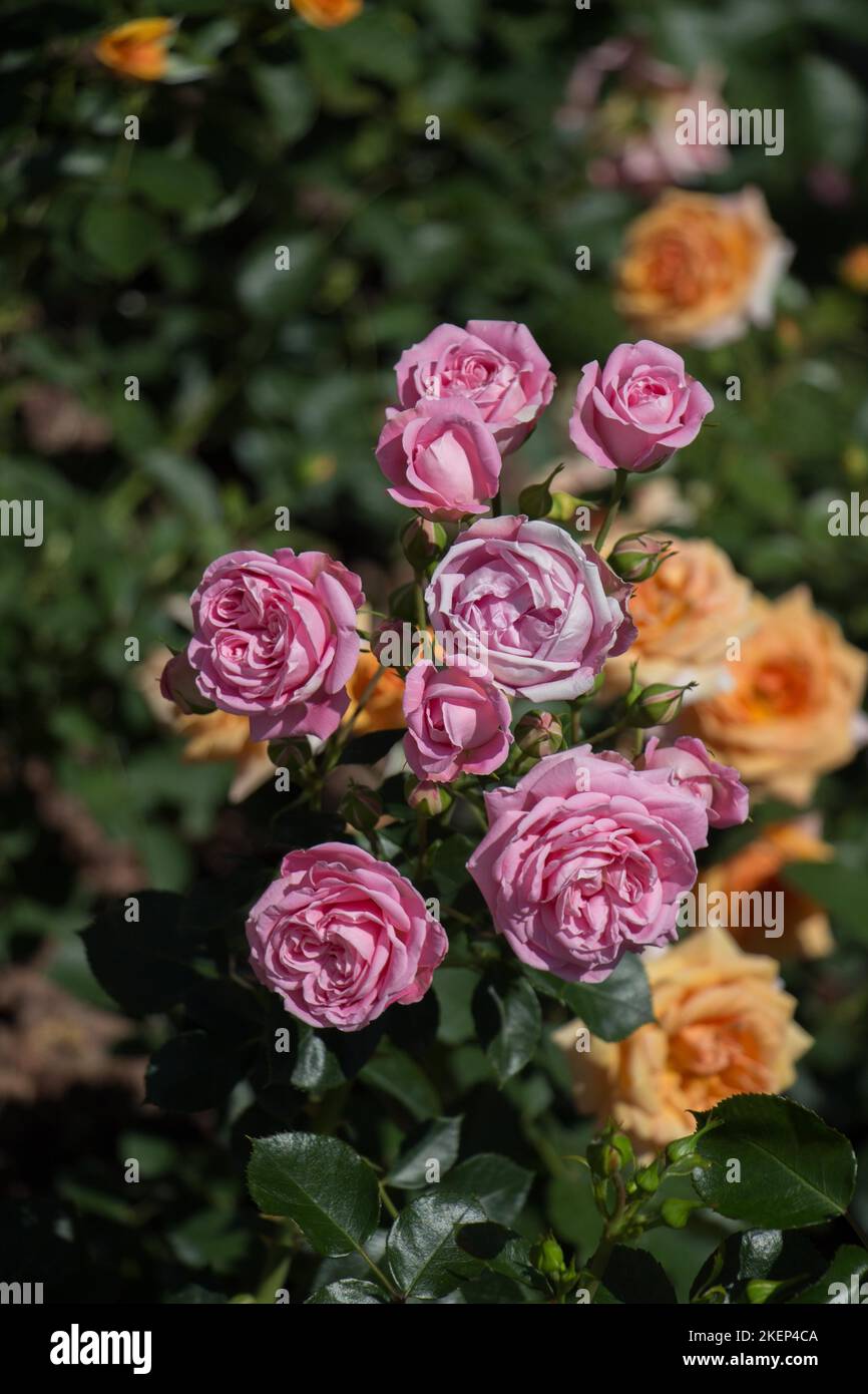 Blooming beautiful colorful roses in the garden background Stock Photo ...
