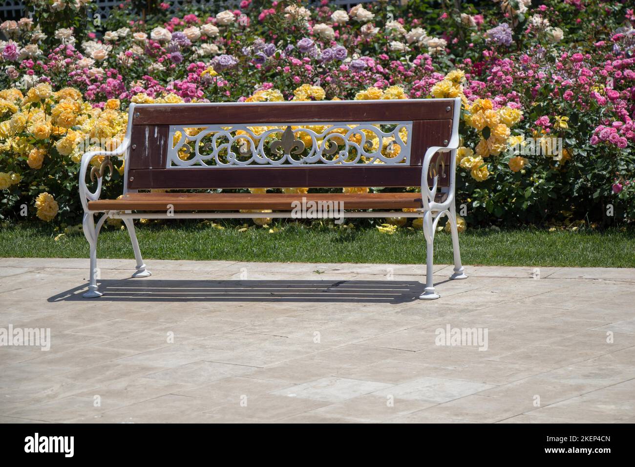 Beautiful colorful roses in a rose garden Stock Photo - Alamy