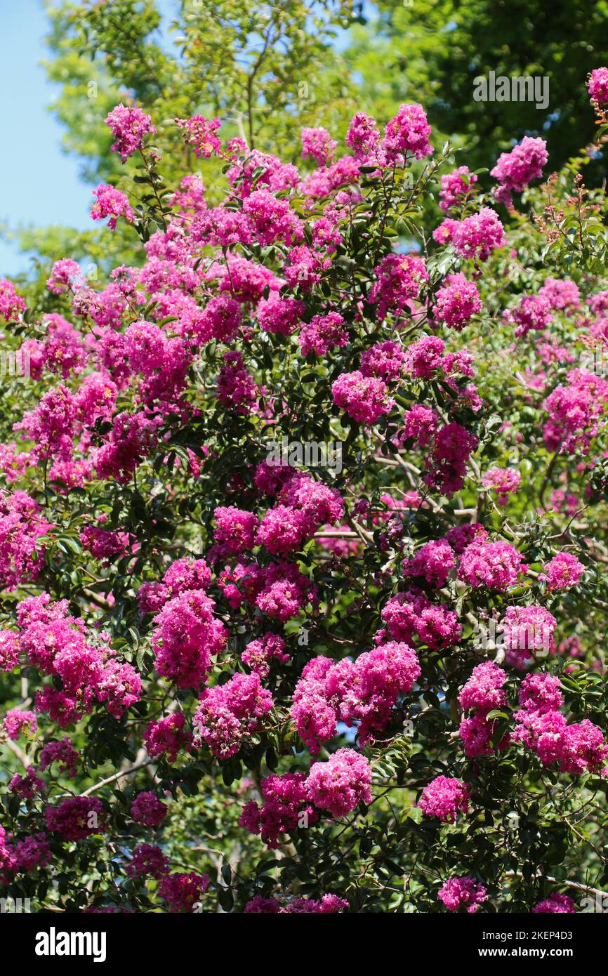 Beautiful fresh flowers in nature background Stock Photo - Alamy