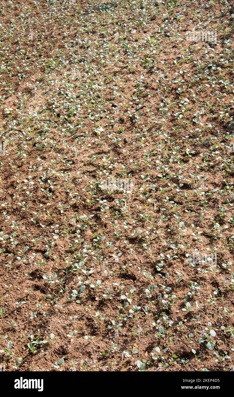 Growing sprouted agricultural crops in spring field Stock Photo - Alamy