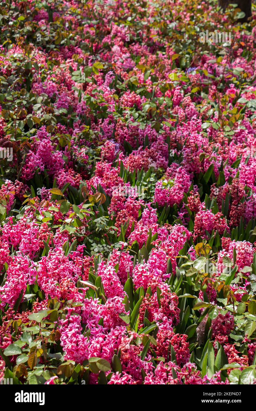 Blooming flowers make a floral background texture Stock Photo - Alamy