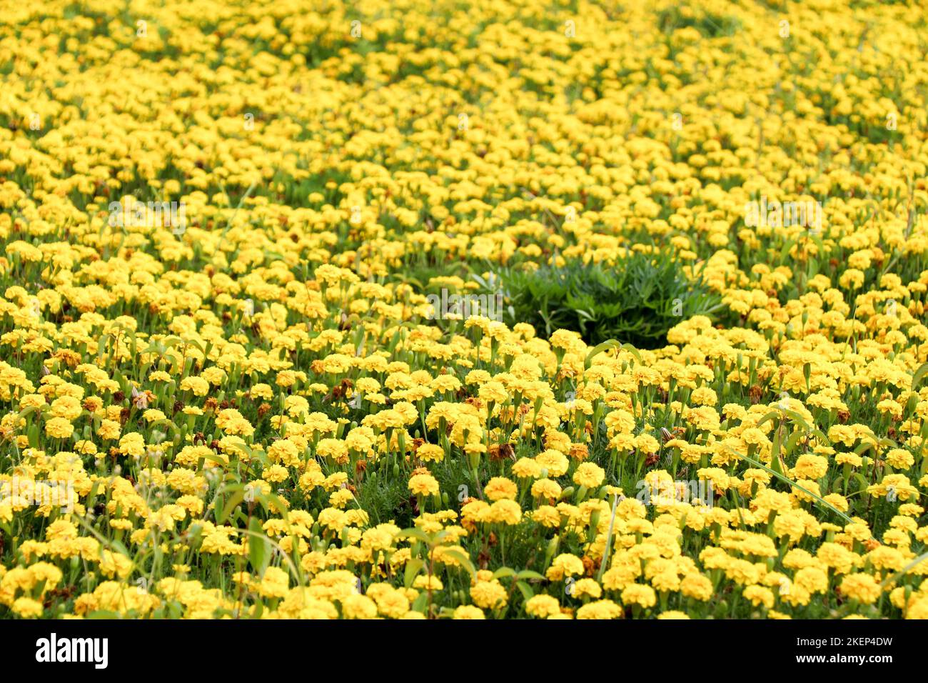 Flower bed as a background with many beautiful colorful flowers Stock ...
