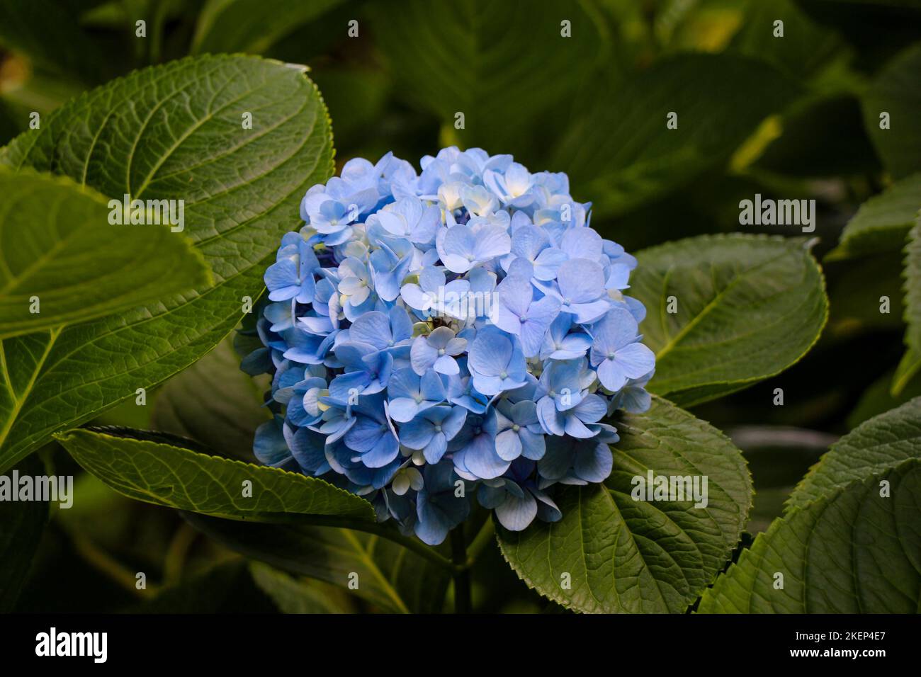 Beautiful fresh hydrangea flowers in nature background Stock Photo - Alamy