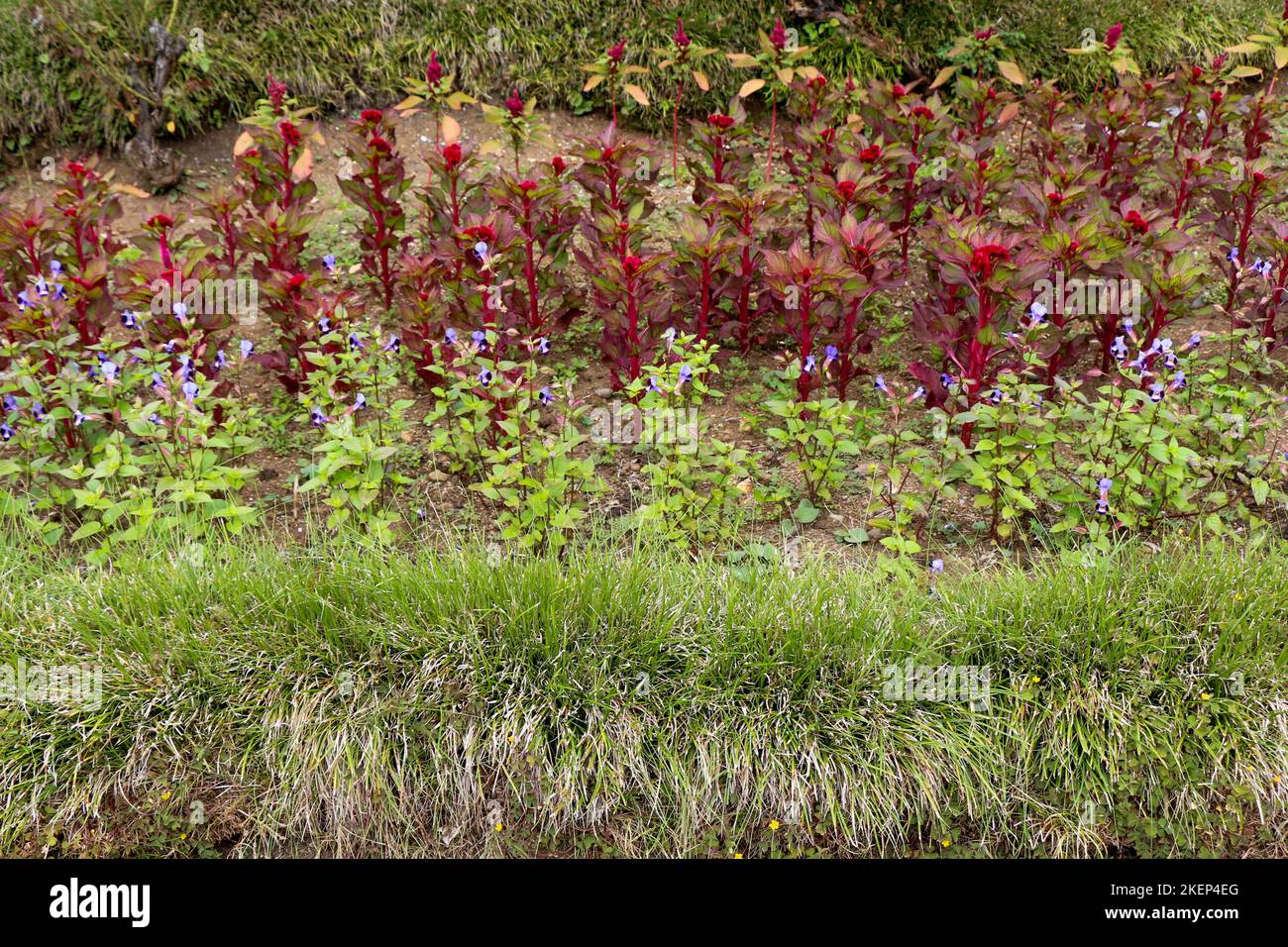 Field covered with beautiful flowers in summer time Stock Photo - Alamy