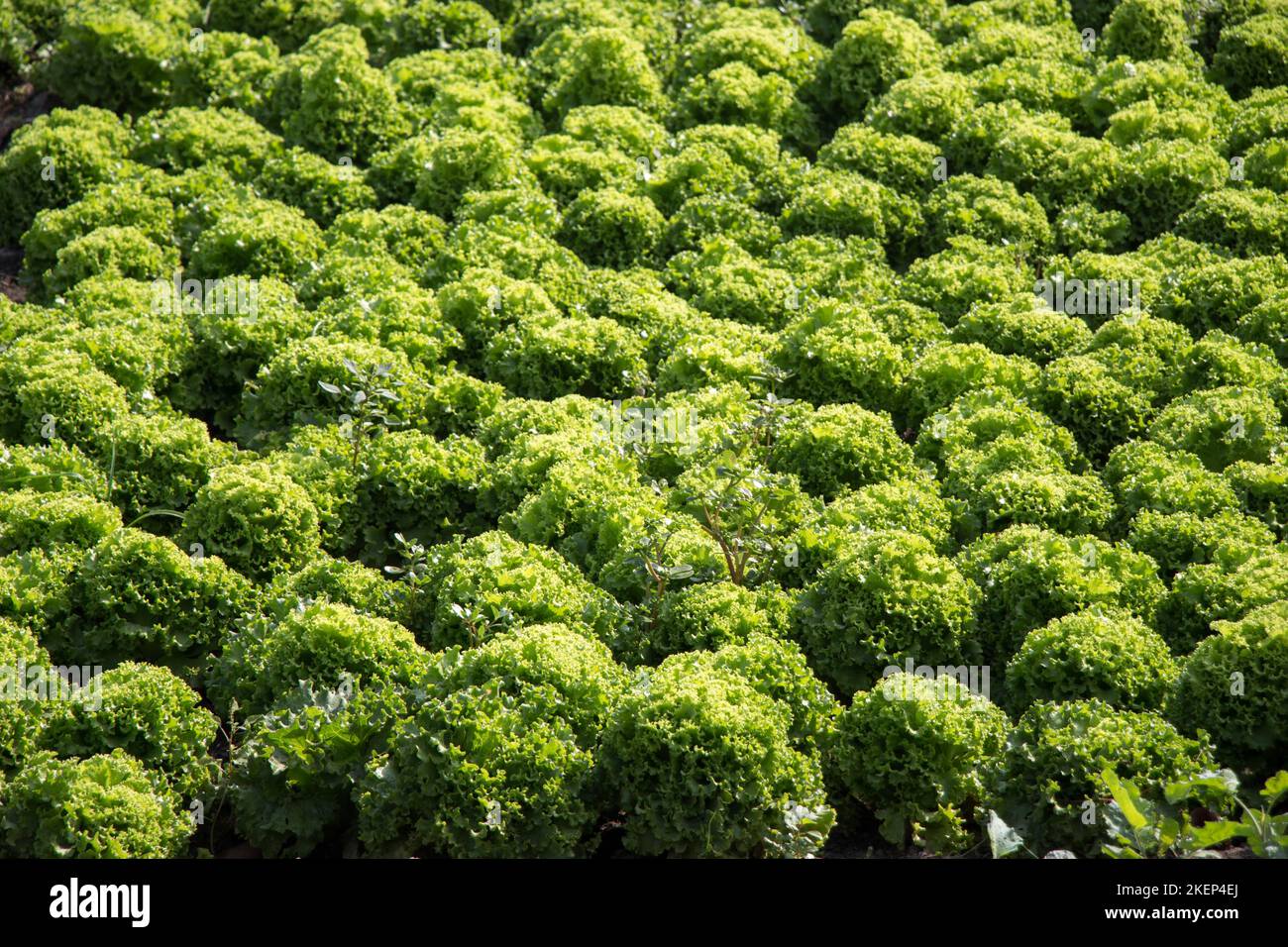 Growing sprouted agricultural crops in spring field Stock Photo - Alamy