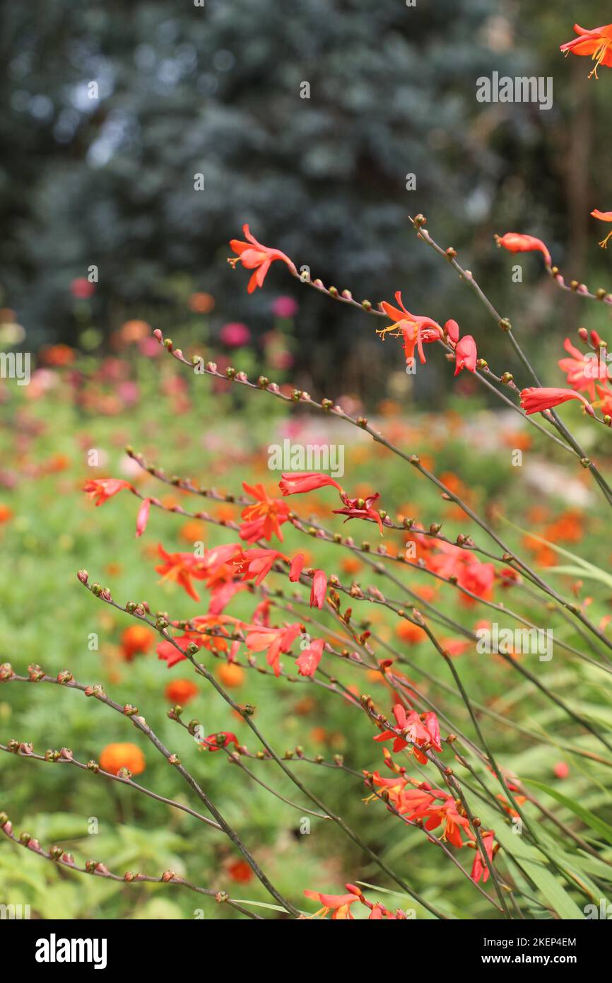 Beautiful Crocosmia flowers in nature background Stock Photo - Alamy