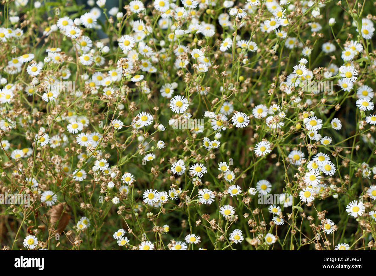 Beautiful fresh flowers in nature background Stock Photo - Alamy