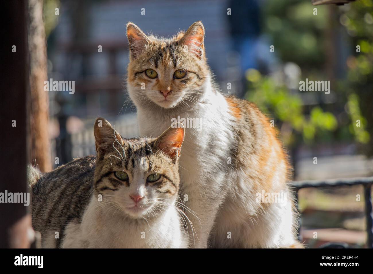Another portrait of the homeless street cats Stock Photo - Alamy