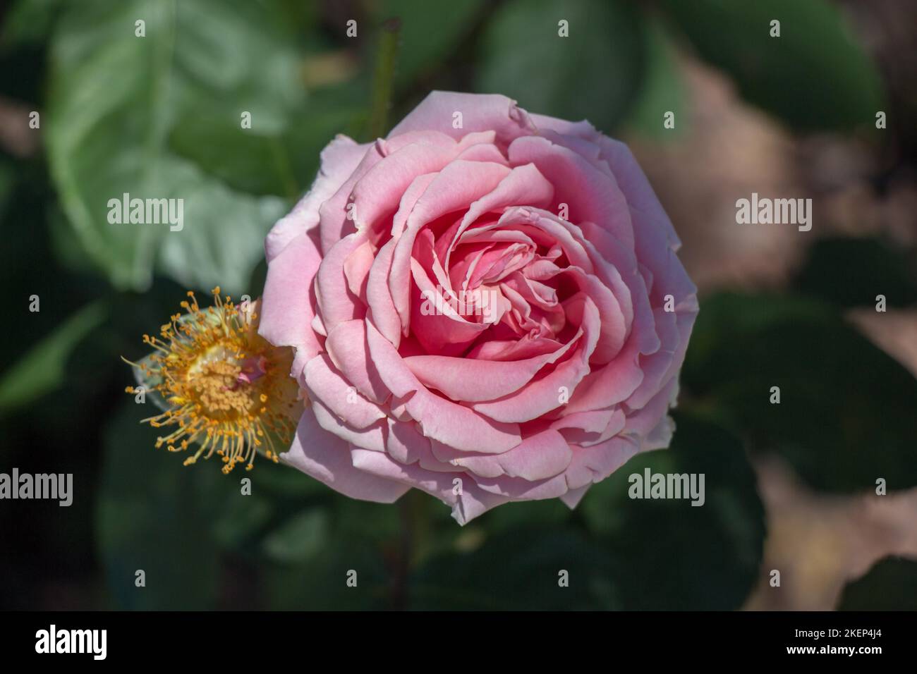 Beautiful colorful Rose Flower on garden background Stock Photo - Alamy