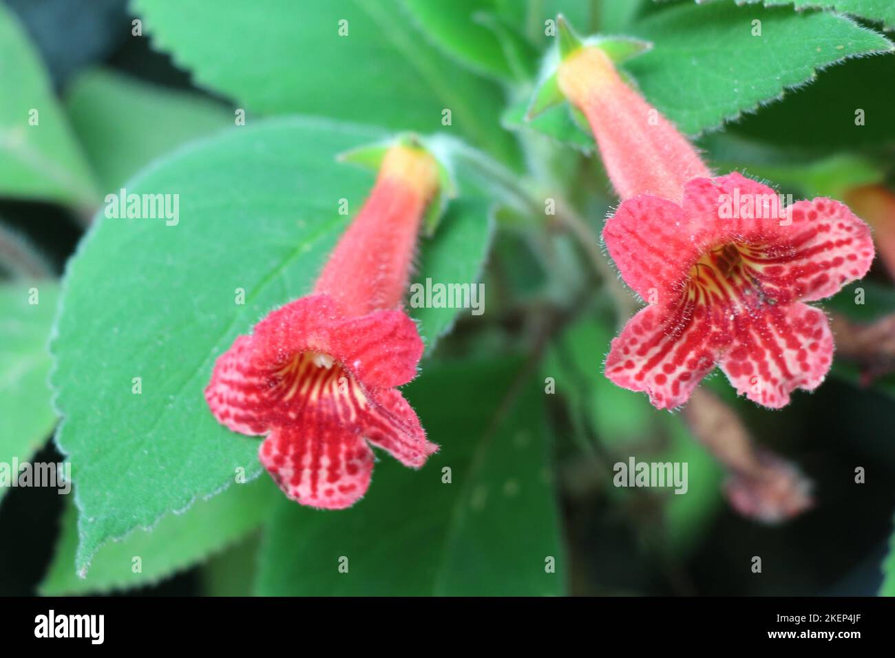 Beautiful fresh flowers in nature background Stock Photo - Alamy