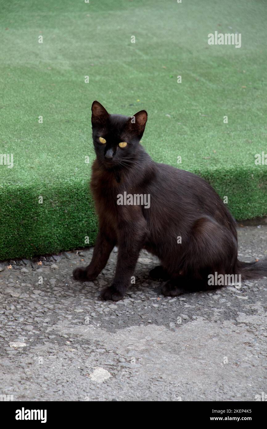 Stray cat seen in the street of the city Stock Photo - Alamy