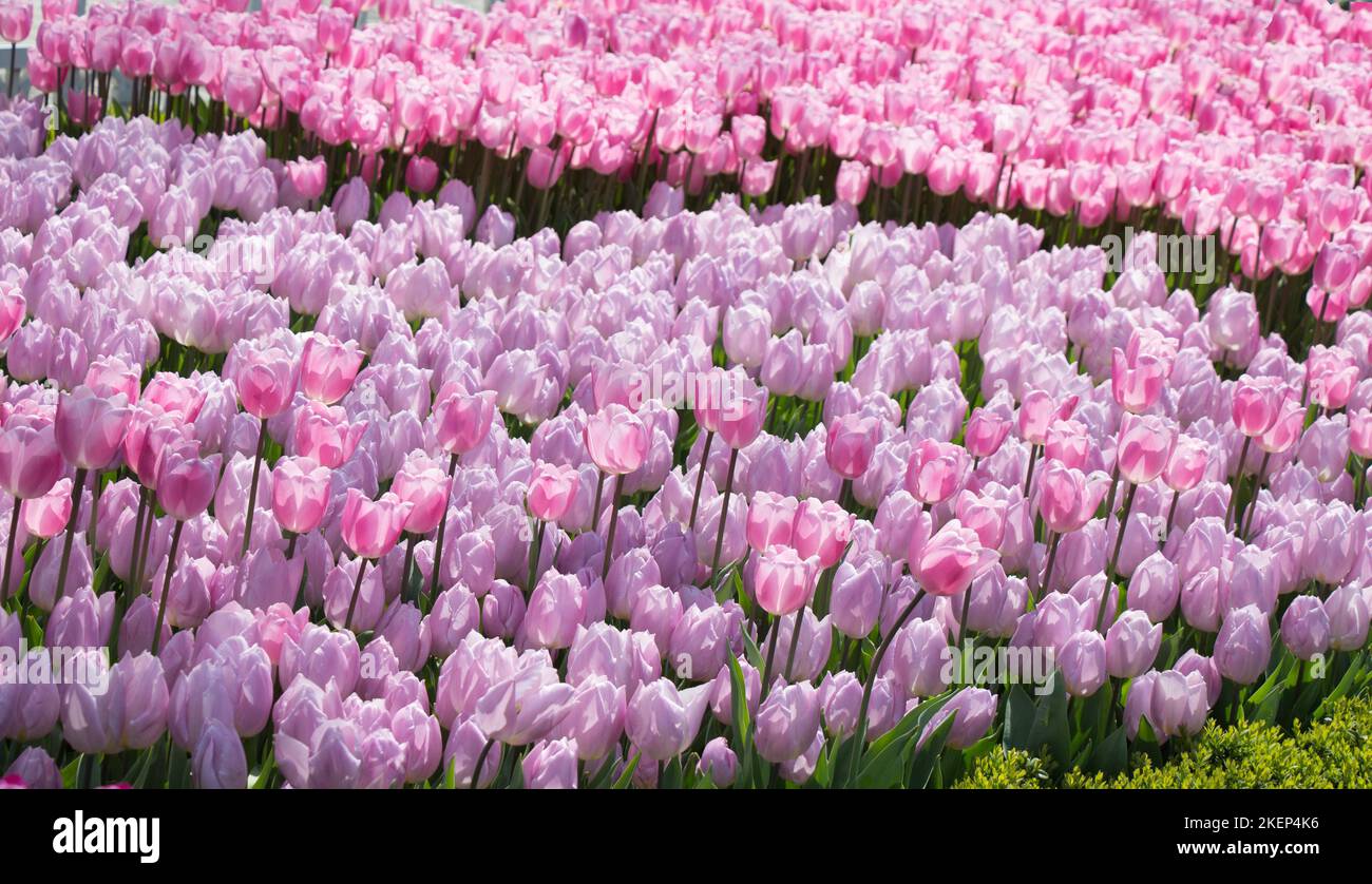 Colorful tulip flowers as a background Stock Photo - Alamy