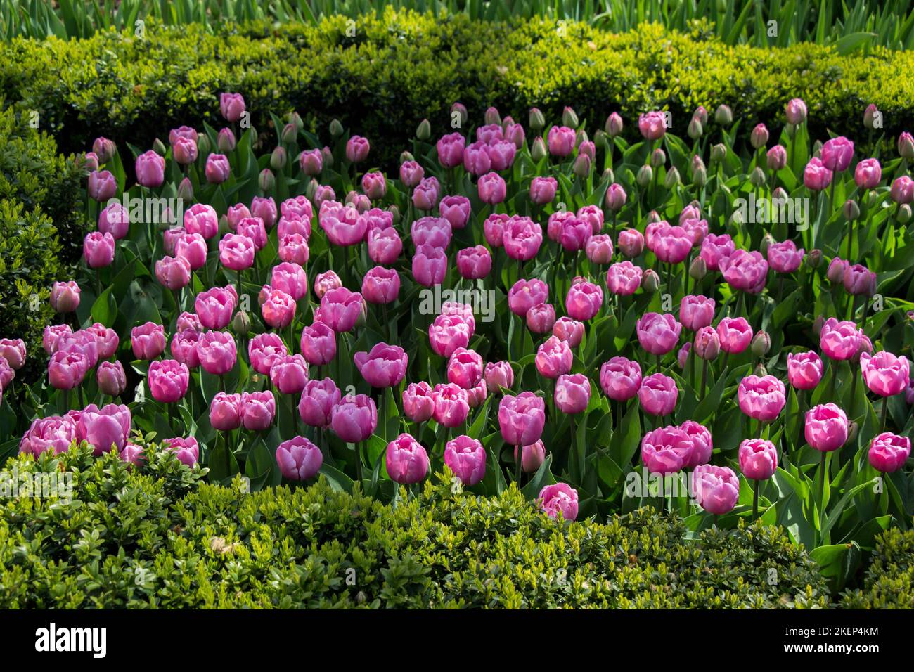 Pink color tulip flowers bloom in the garden Stock Photo - Alamy