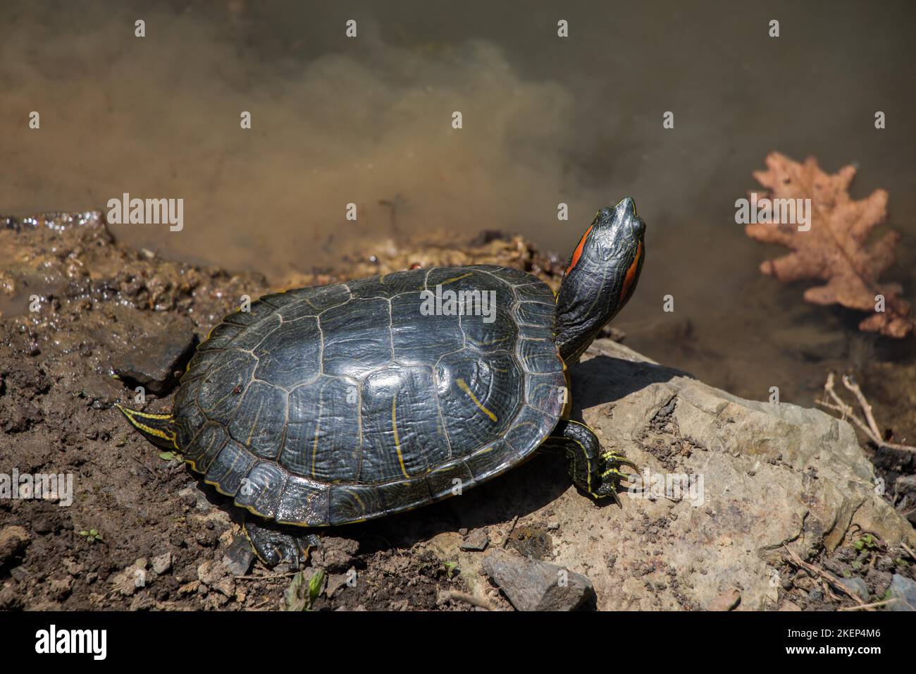 Lonely turtle hi-res stock photography and images - Alamy