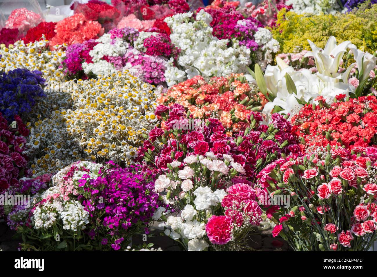 Blooming beautiful colorful fresh natural flowers in view Stock Photo ...