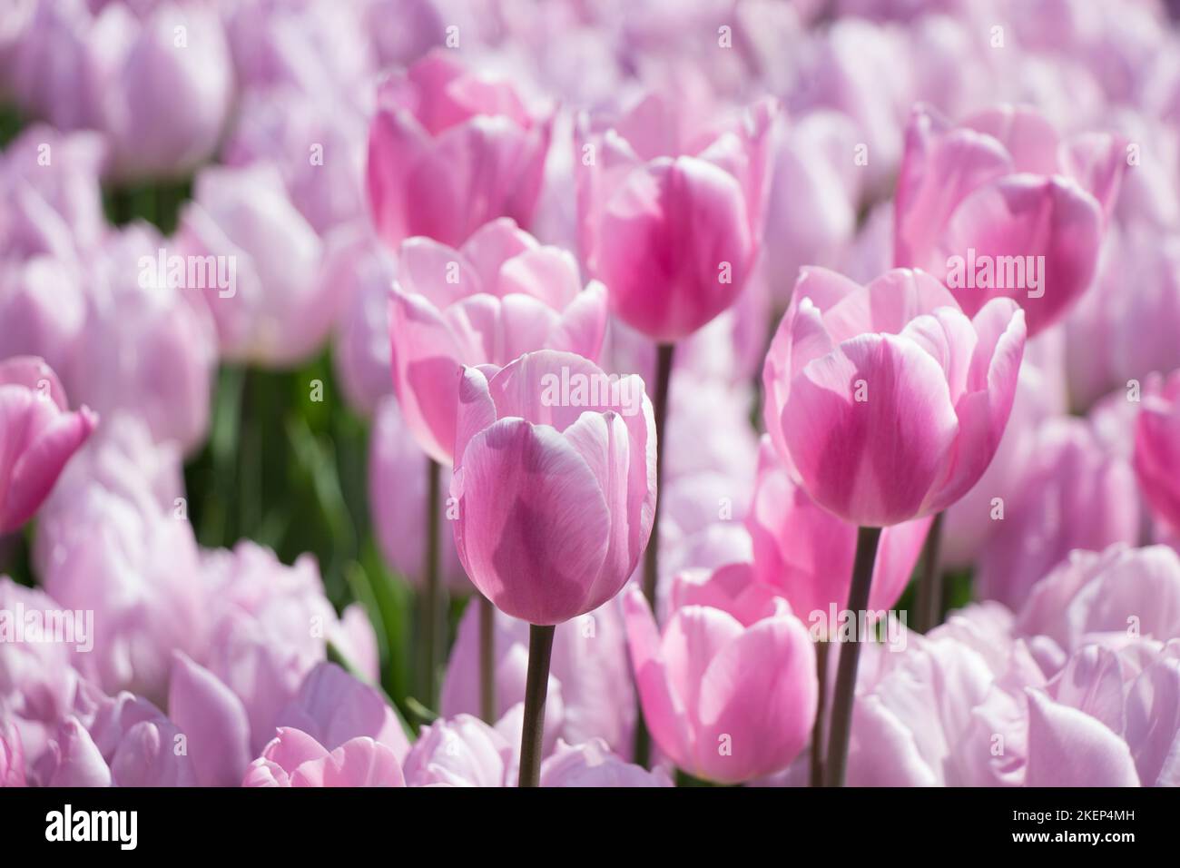 Pink color tulip flowers bloom in the garden Stock Photo - Alamy