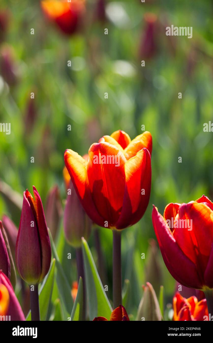 Tulip Flowers Blooming in Spring Season Stock Photo - Alamy
