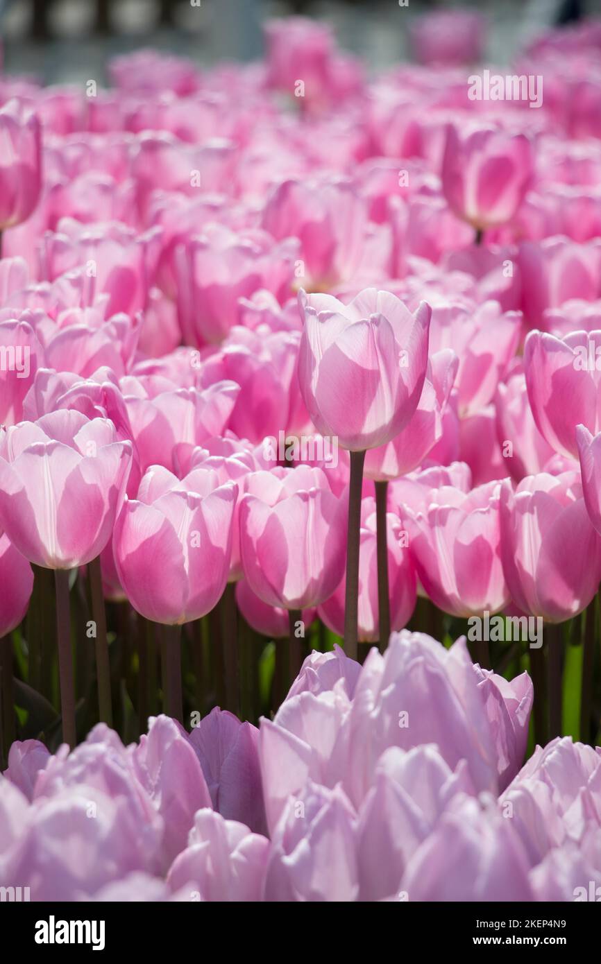 Pink color tulip flowers bloom in the garden Stock Photo - Alamy
