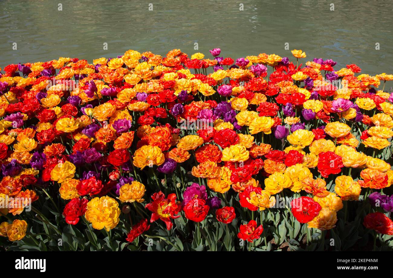 Tulip Flowers Blooming by the water in Spring Season Stock Photo - Alamy