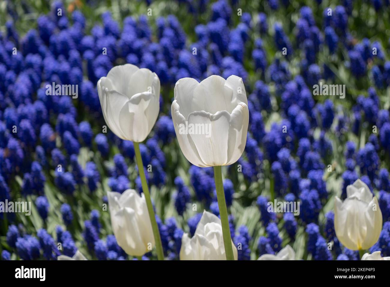 Tulip Flowers Blooming in Spring Season Stock Photo - Alamy