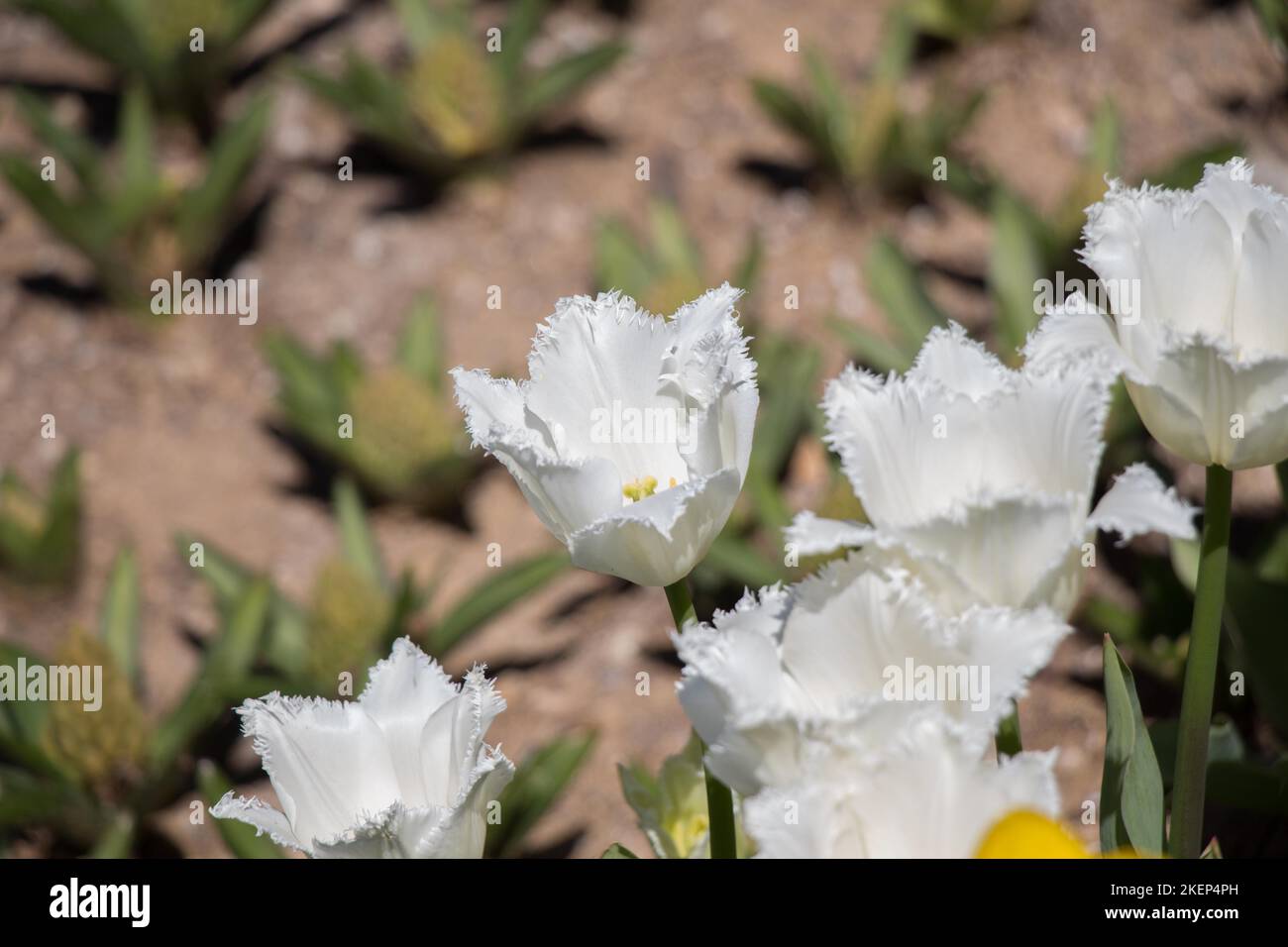 White color Tulips Bloom in Spring in garden Stock Photo - Alamy