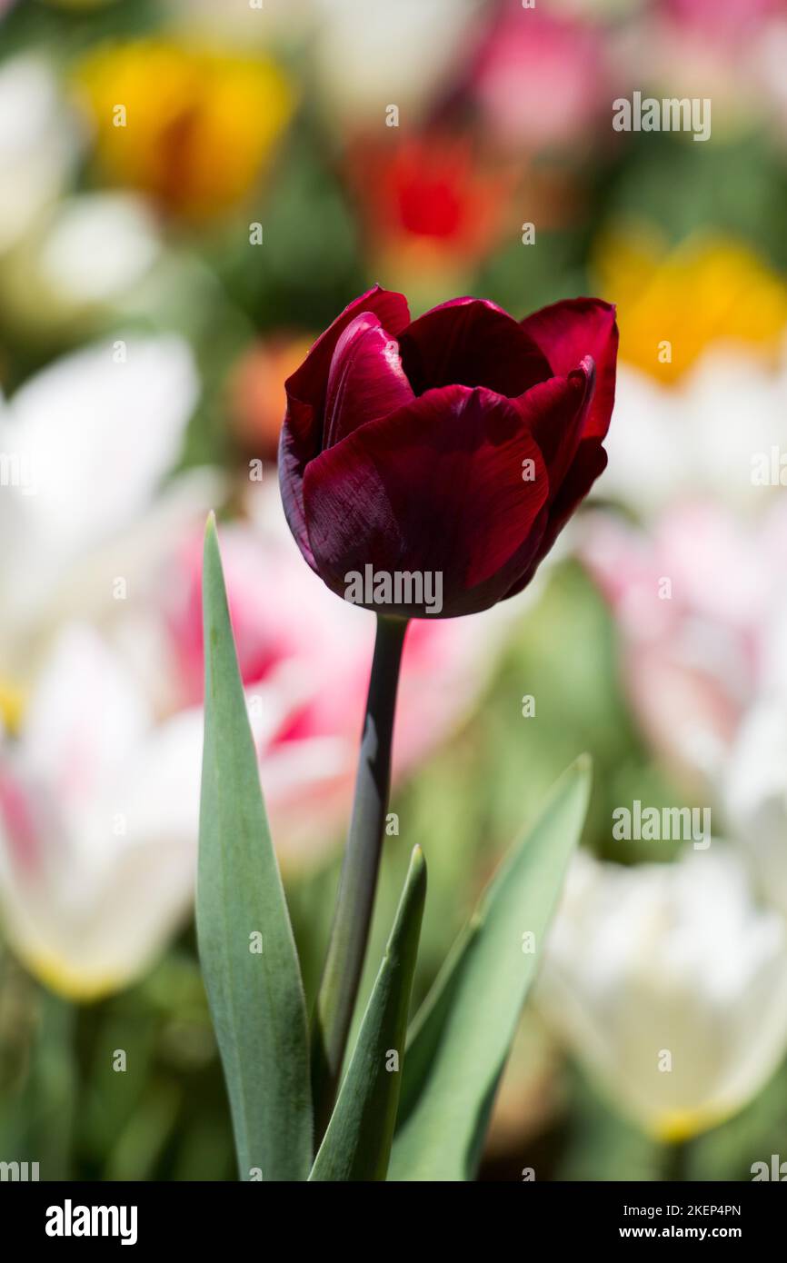 Single Tulip Flower Blooming in Spring Season Stock Photo - Alamy
