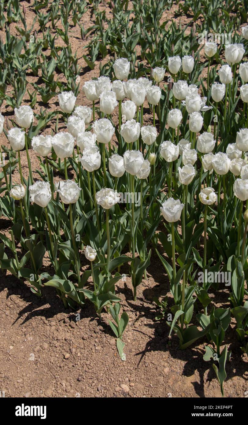White color Tulips Bloom in Spring in garden Stock Photo - Alamy