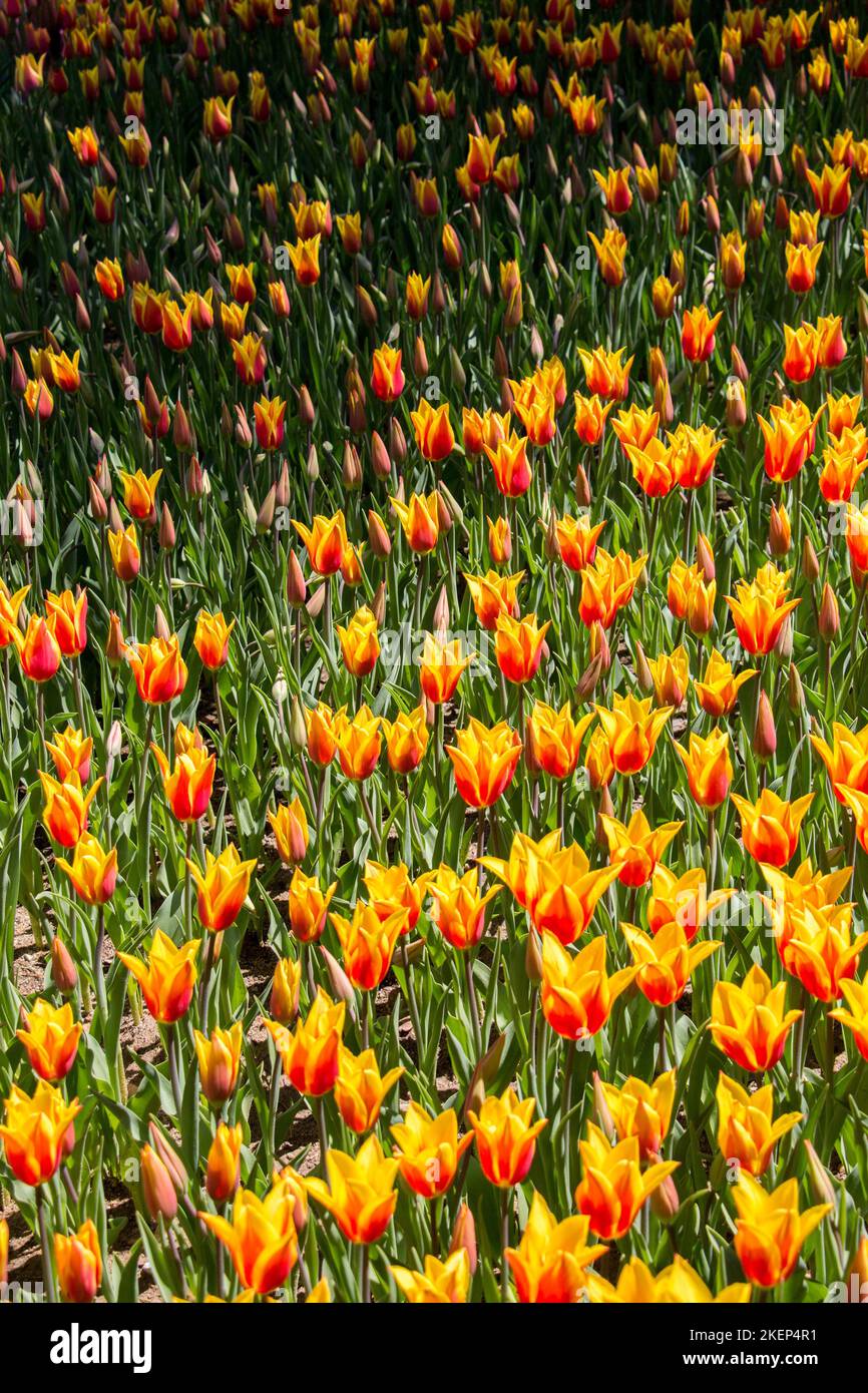 Colorful tulip flowers as a background Stock Photo - Alamy