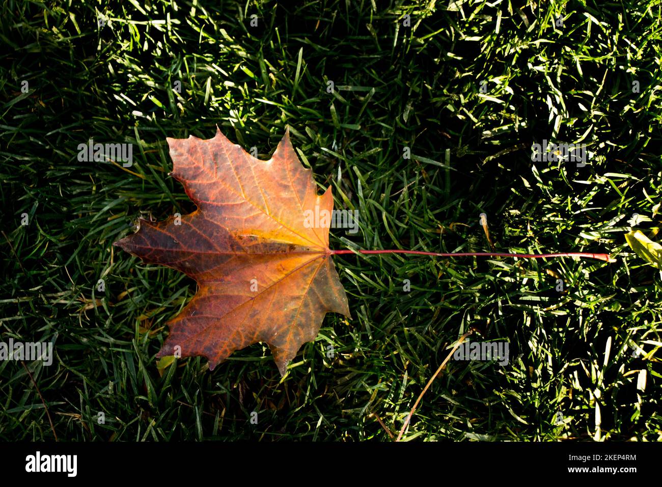 Beautiful dry autumn leaf placed on a green background Stock Photo - Alamy