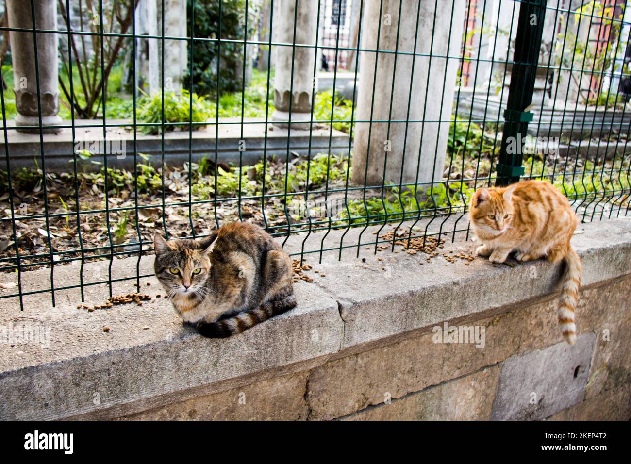 Portrait of a homeless street cats in the street Stock Photo - Alamy