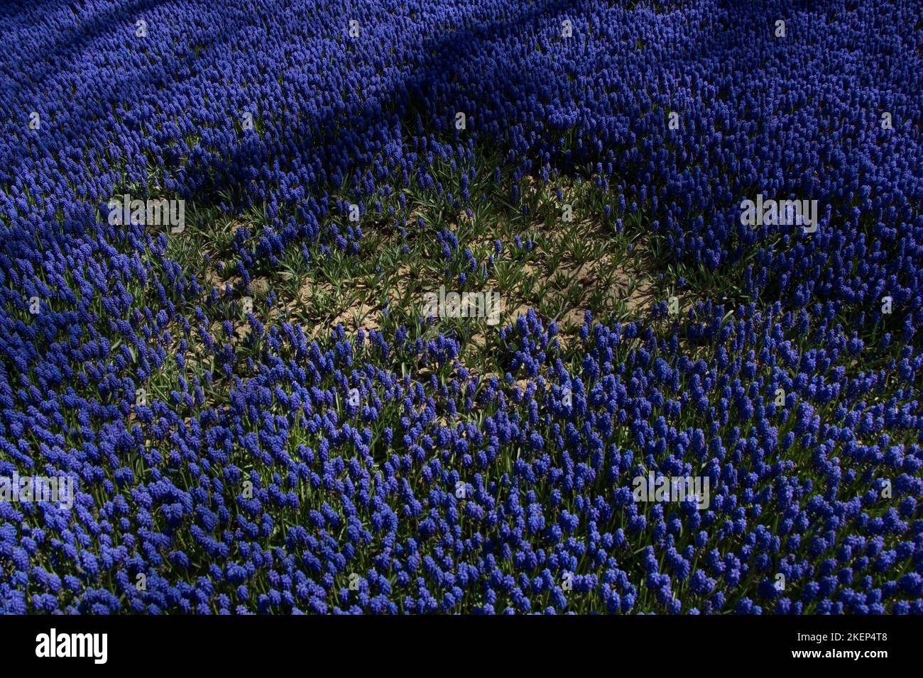 Blooming spring flowers as a colorful background Stock Photo - Alamy