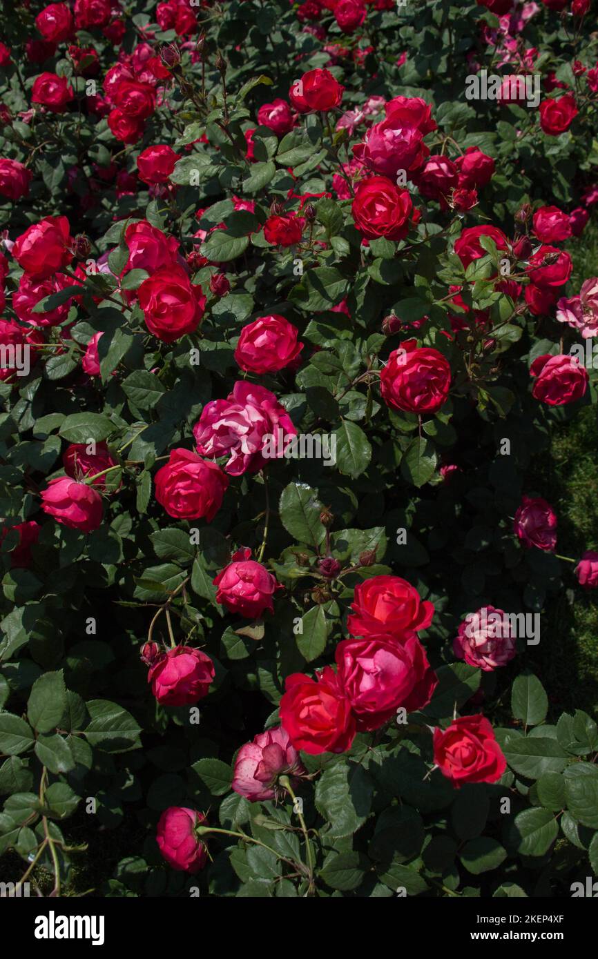 Blooming beautiful colorful roses as floral background Stock Photo - Alamy