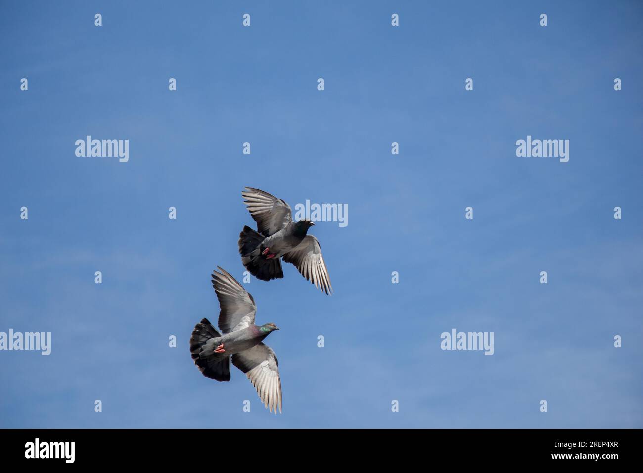 Twin pigeons in the air with wings wide open Stock Photo - Alamy