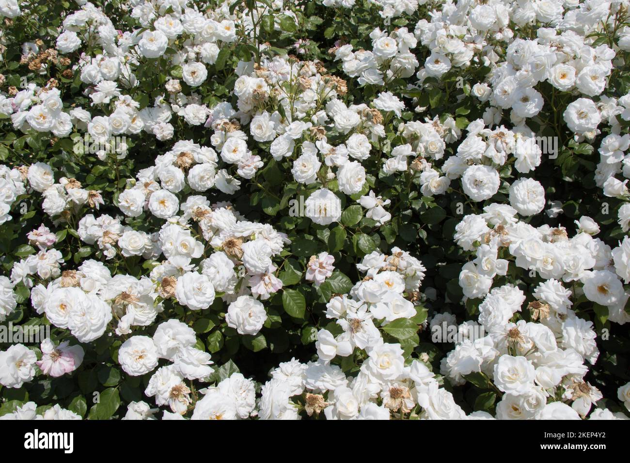 Blooming beautiful colorful roses as floral background Stock Photo - Alamy