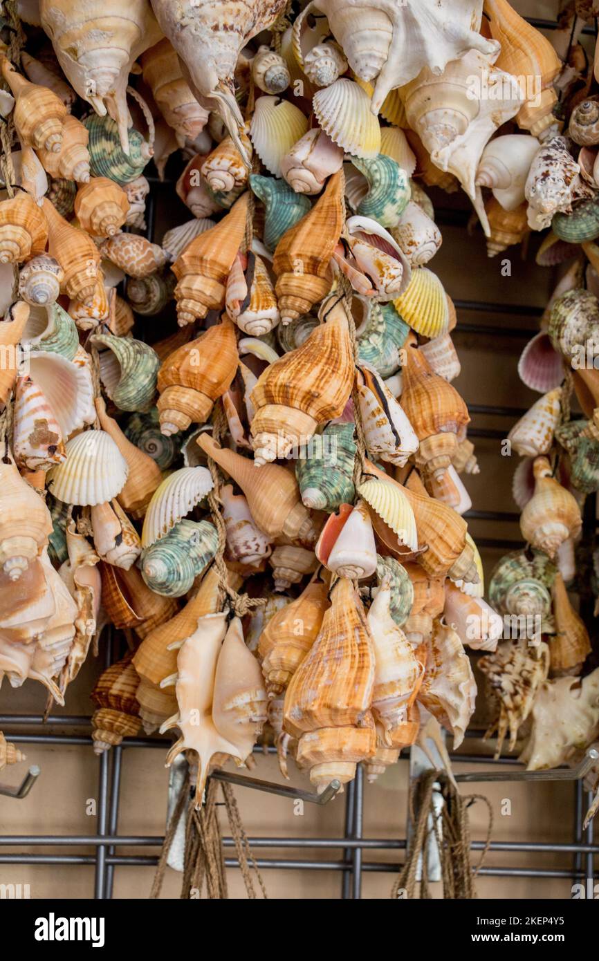 Various types of little colorful seashells Stock Photo - Alamy