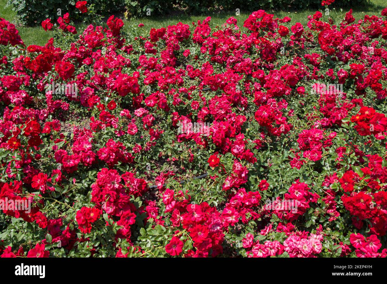 Blooming beautiful colorful roses as floral background Stock Photo - Alamy