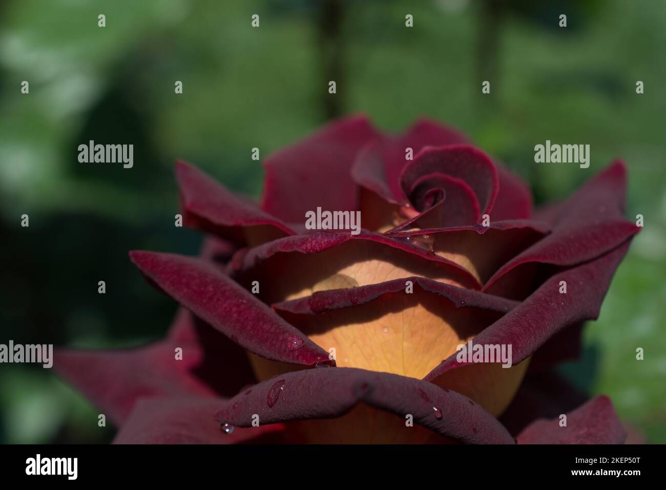 Beautiful colorful Rose Flower on garden background Stock Photo - Alamy